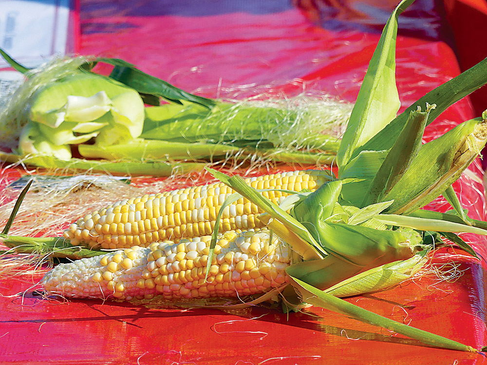 Learning by ear: Cambria Heights students get hands-on lesson on harsh ...